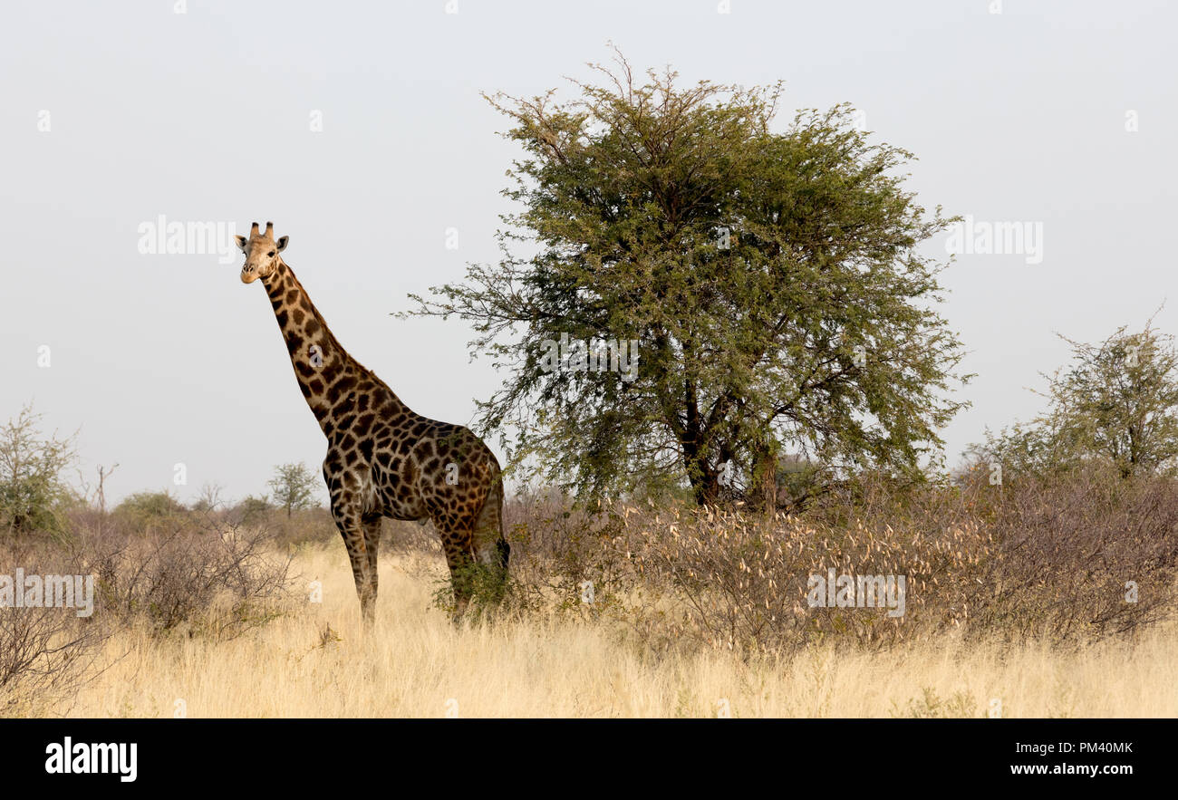 Single adult giraffe (Giraffa camelopardalis) in Namibia Stock Photo ...