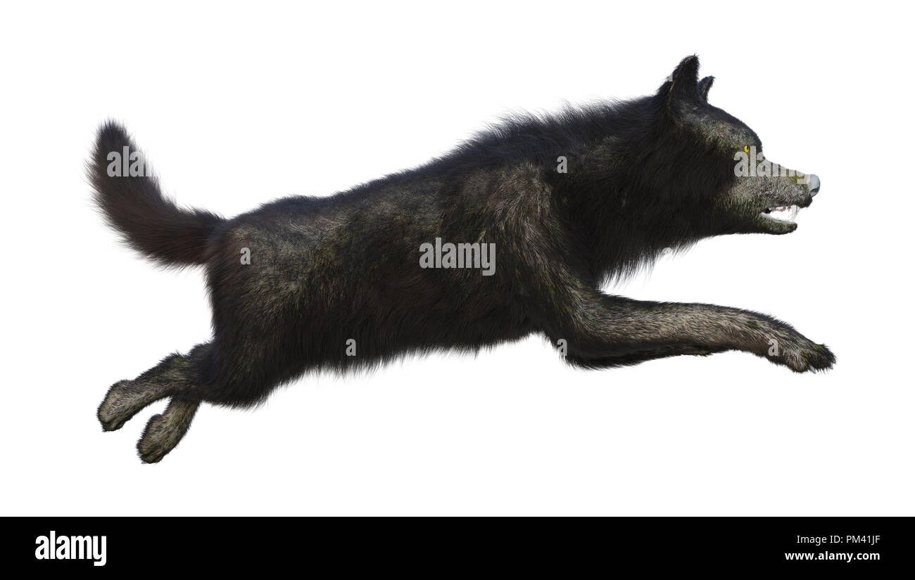 3D rendering of a black wolf isolated on white background Stock Photo ...