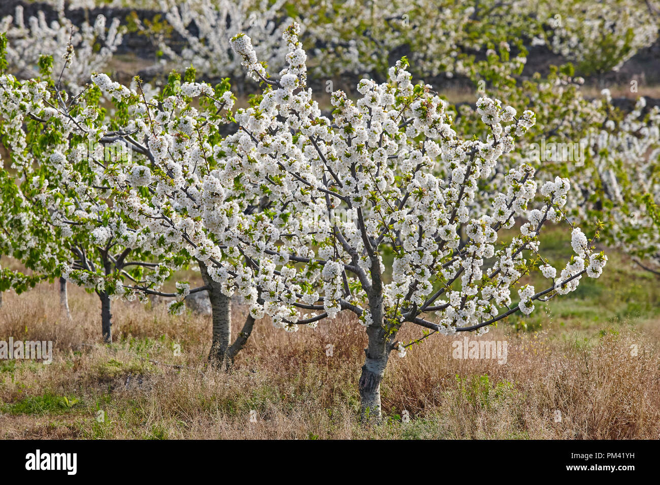 Cherry blossom in Jerte Valley, Caceres. Spring in Spain. Seasonal ...