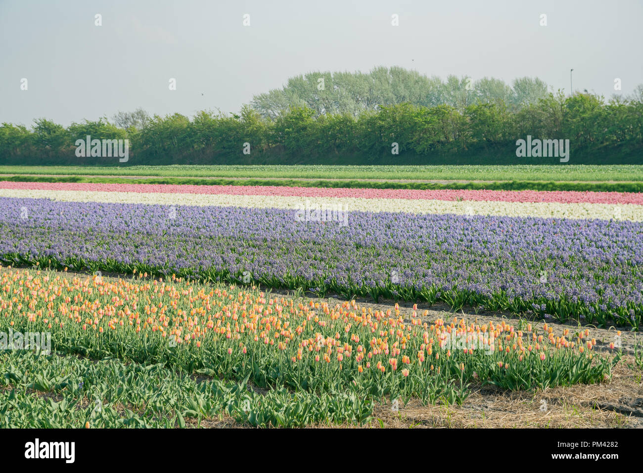 Beautiful color flowers blossom in a farm at Heemstede, Netherlands ...
