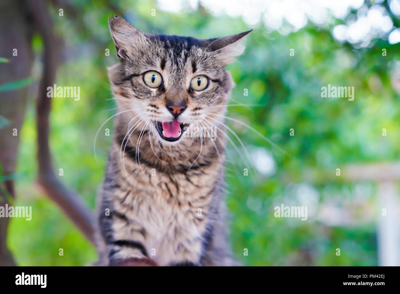 Tabby cat hissing on a tree Stock Photo - Alamy