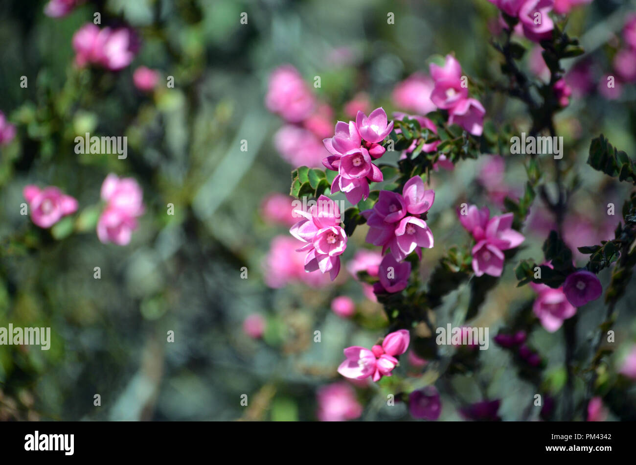 Deep pink flowers of the Australian Native Rose, Boronia serrulata ...