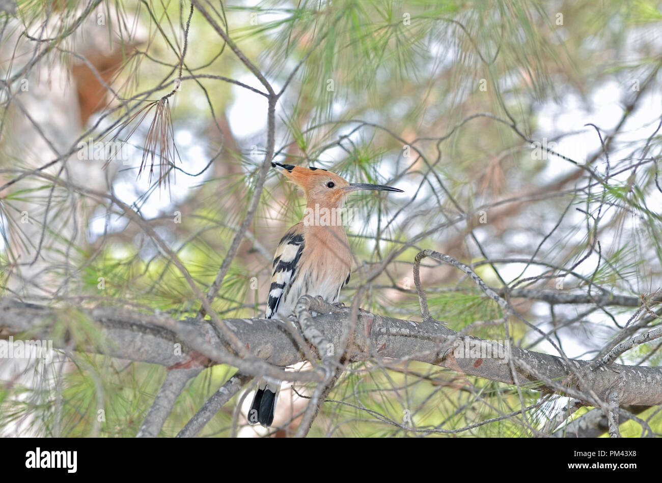 Upupa epops. Hoopoe. Bird with a long down-curved bill, a large ...