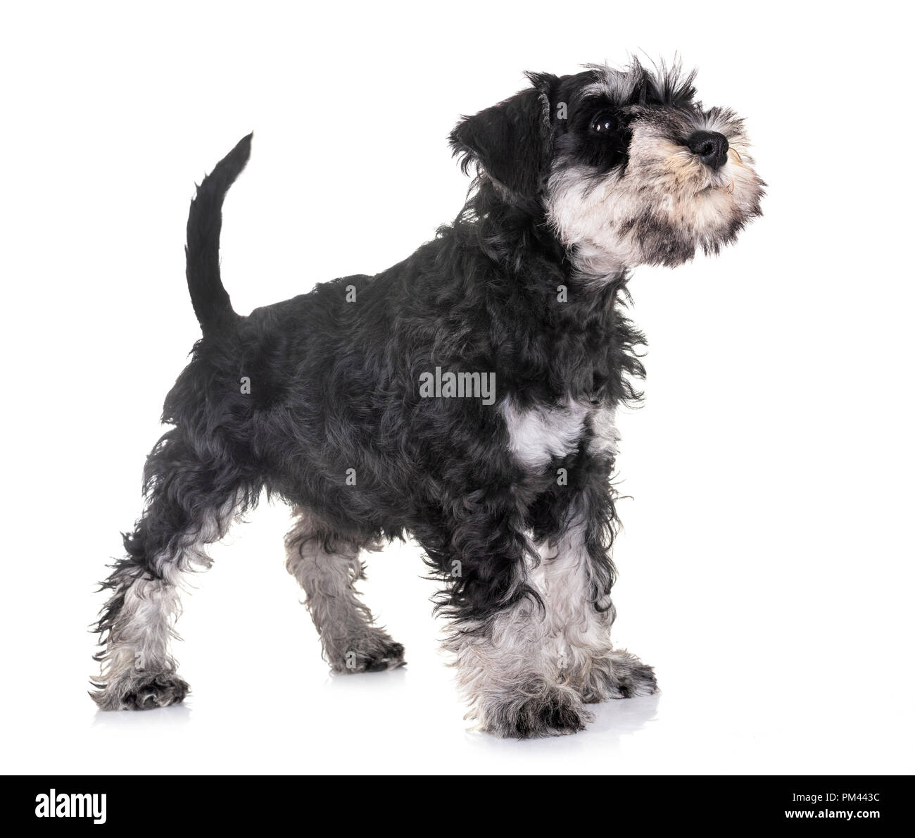 puppy miniature schnauzer in front of white background Stock Photo - Alamy