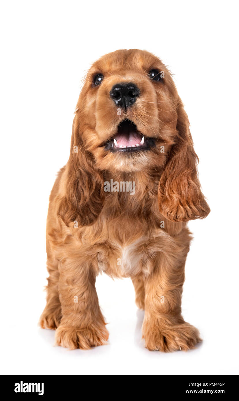 Do English Cocker Spaniel Howl