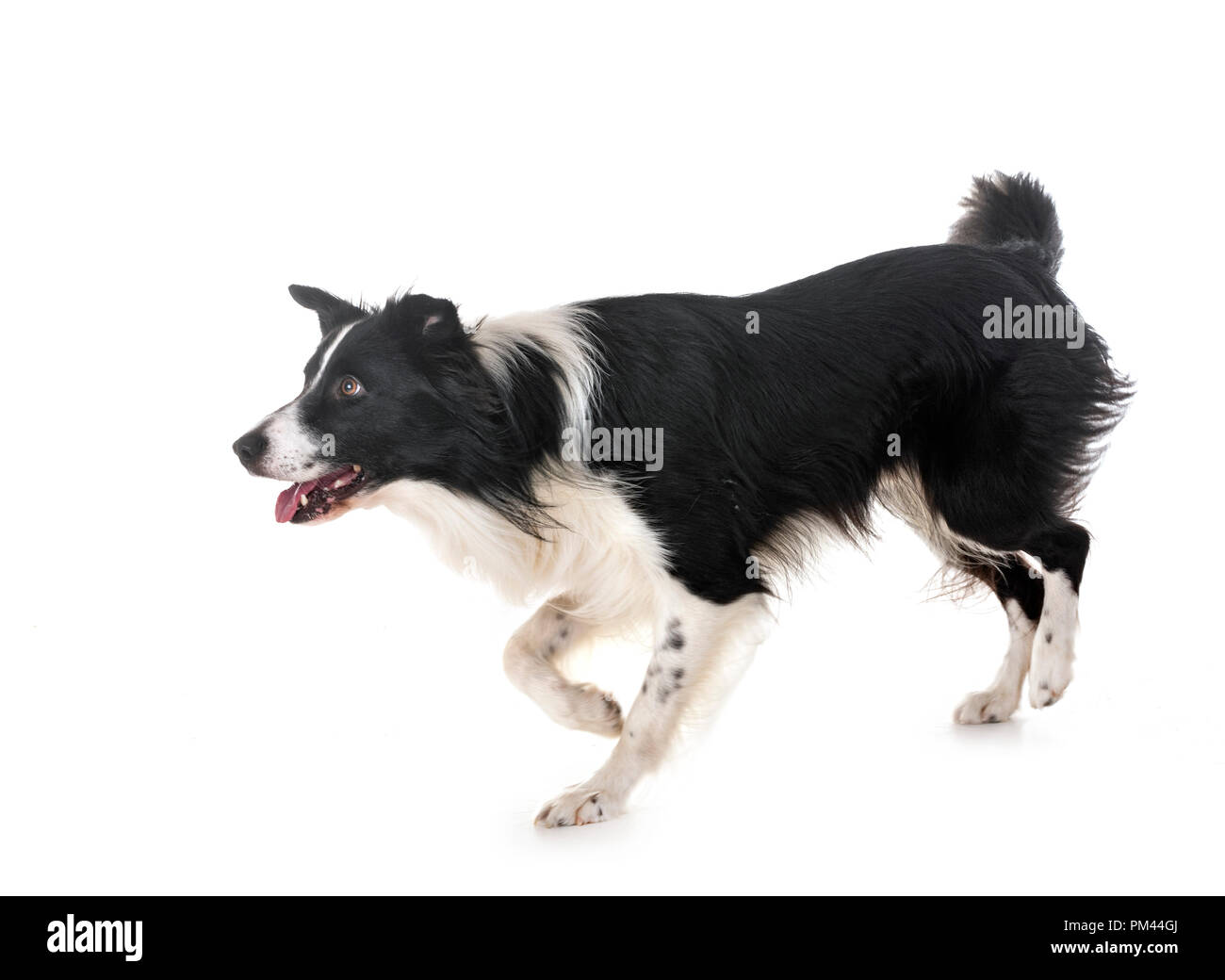 border collie in front of white background Stock Photo - Alamy