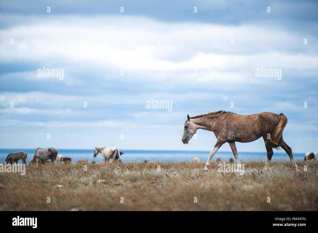 Farm animals horse in a field, Cremia, Russia Stock Photo - Alamy
