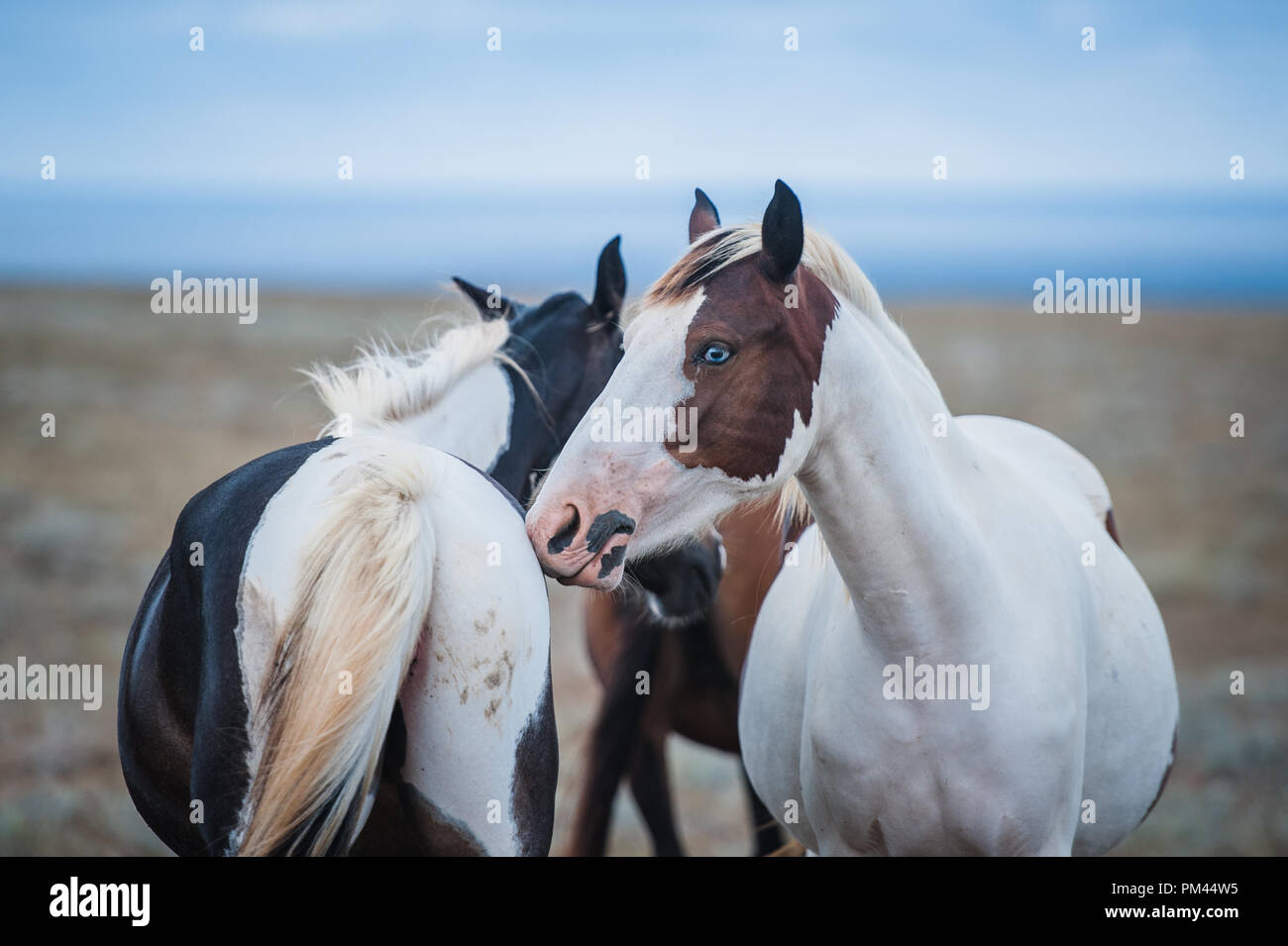 Farm animals horse in a field, Cremia, Russia Stock Photo - Alamy
