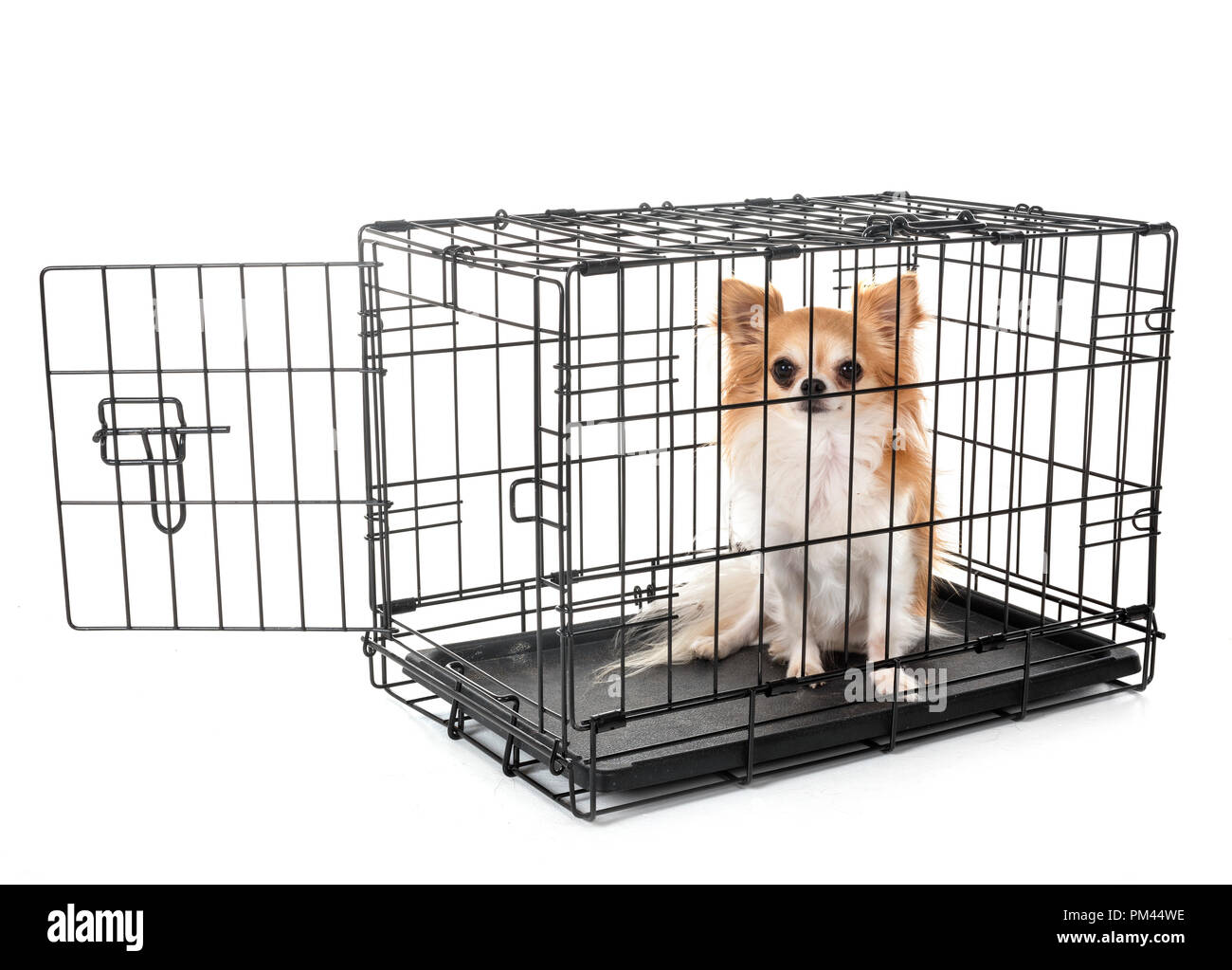 little dog and cage in front of white background Stock Photo - Alamy