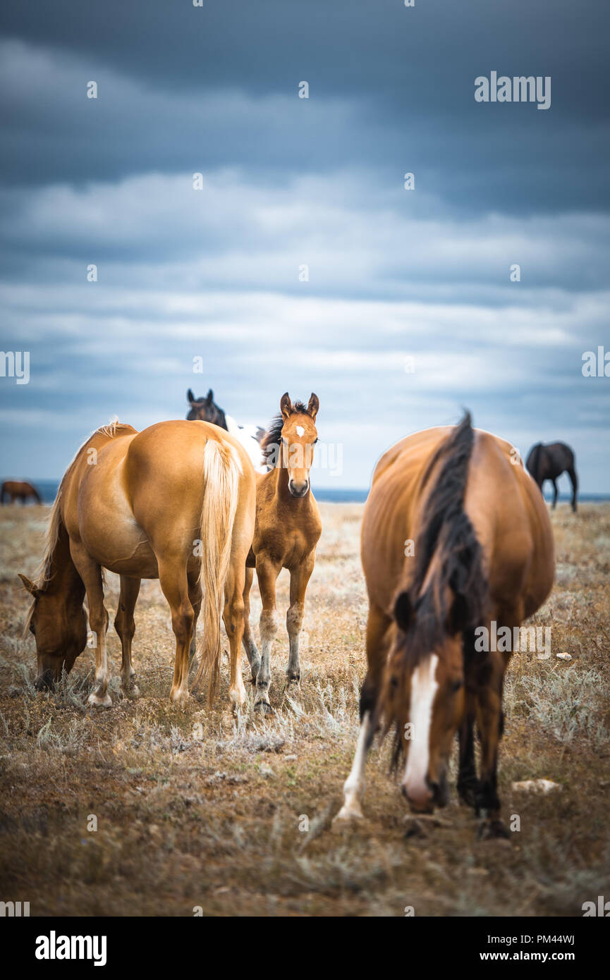 Farm animals horse in a field, Cremia, Russia Stock Photo - Alamy