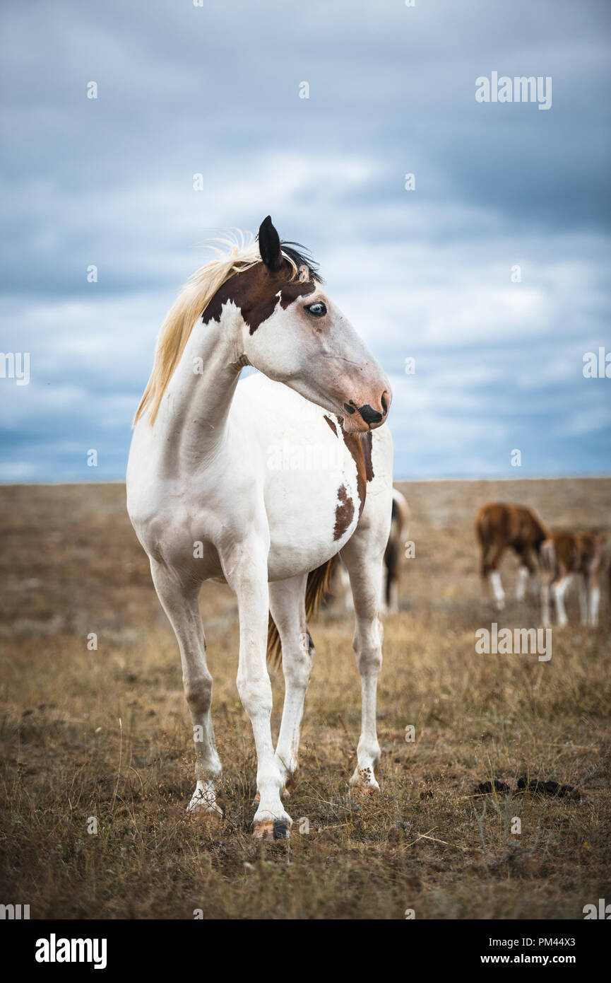 Farm animals horse in a field, Cremia, Russia Stock Photo - Alamy