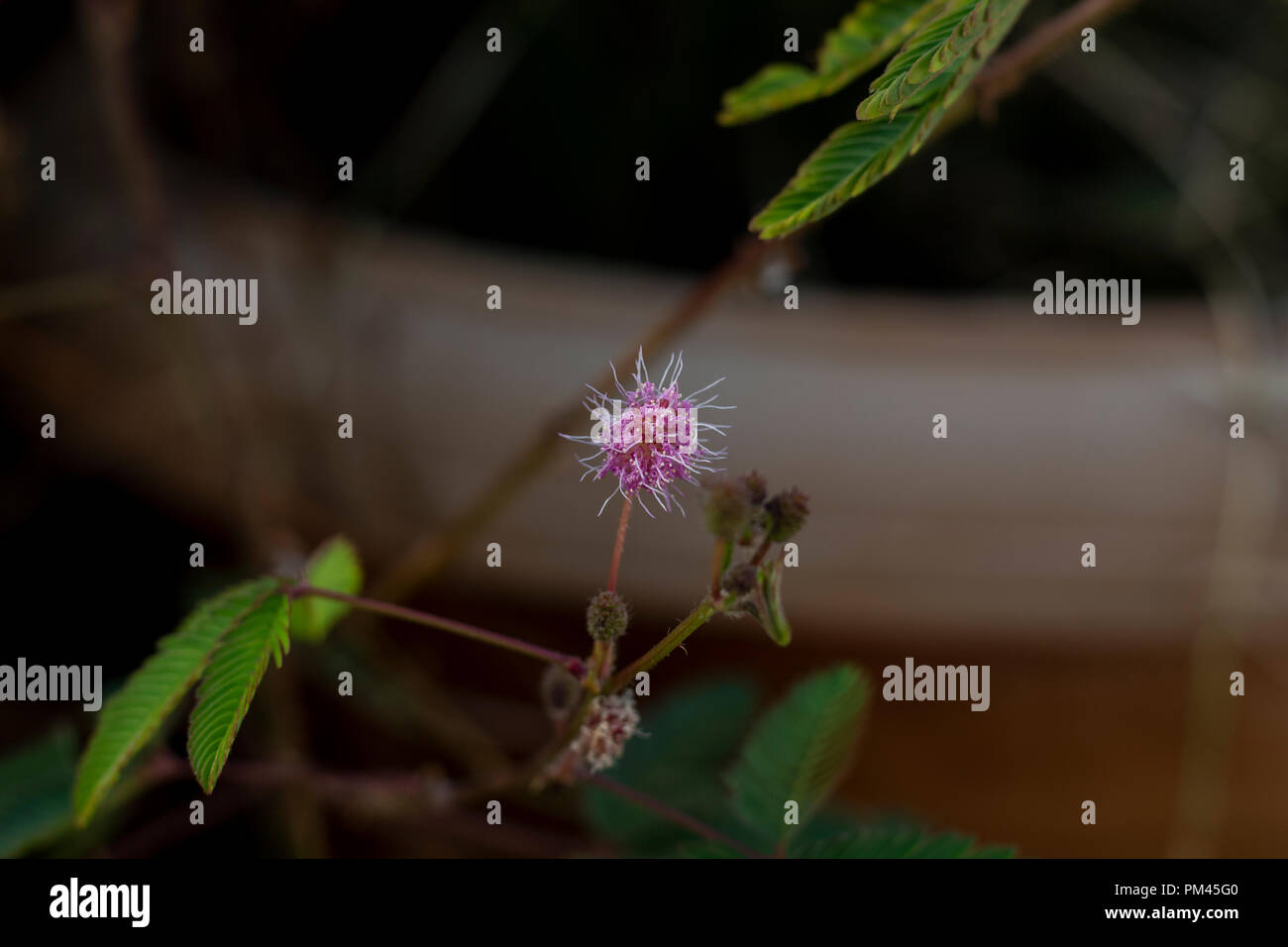 Mimosa Flower (Touch Me Not Plant Flower Stock Photo - Alamy