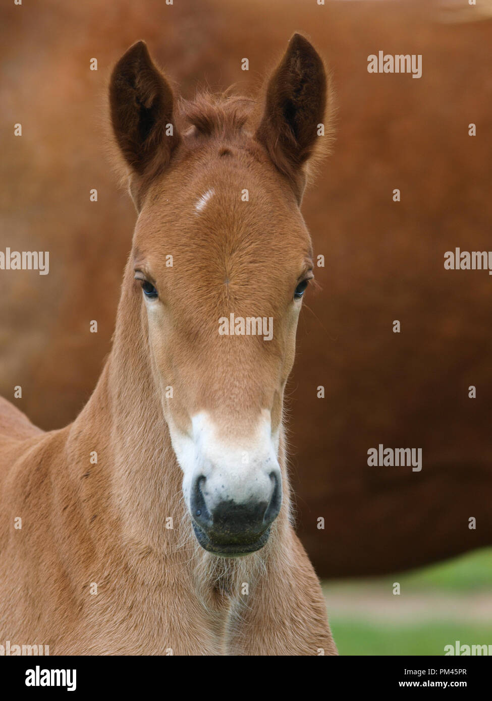A head shot of a Suffolk Punch horse foal Stock Photo - Alamy