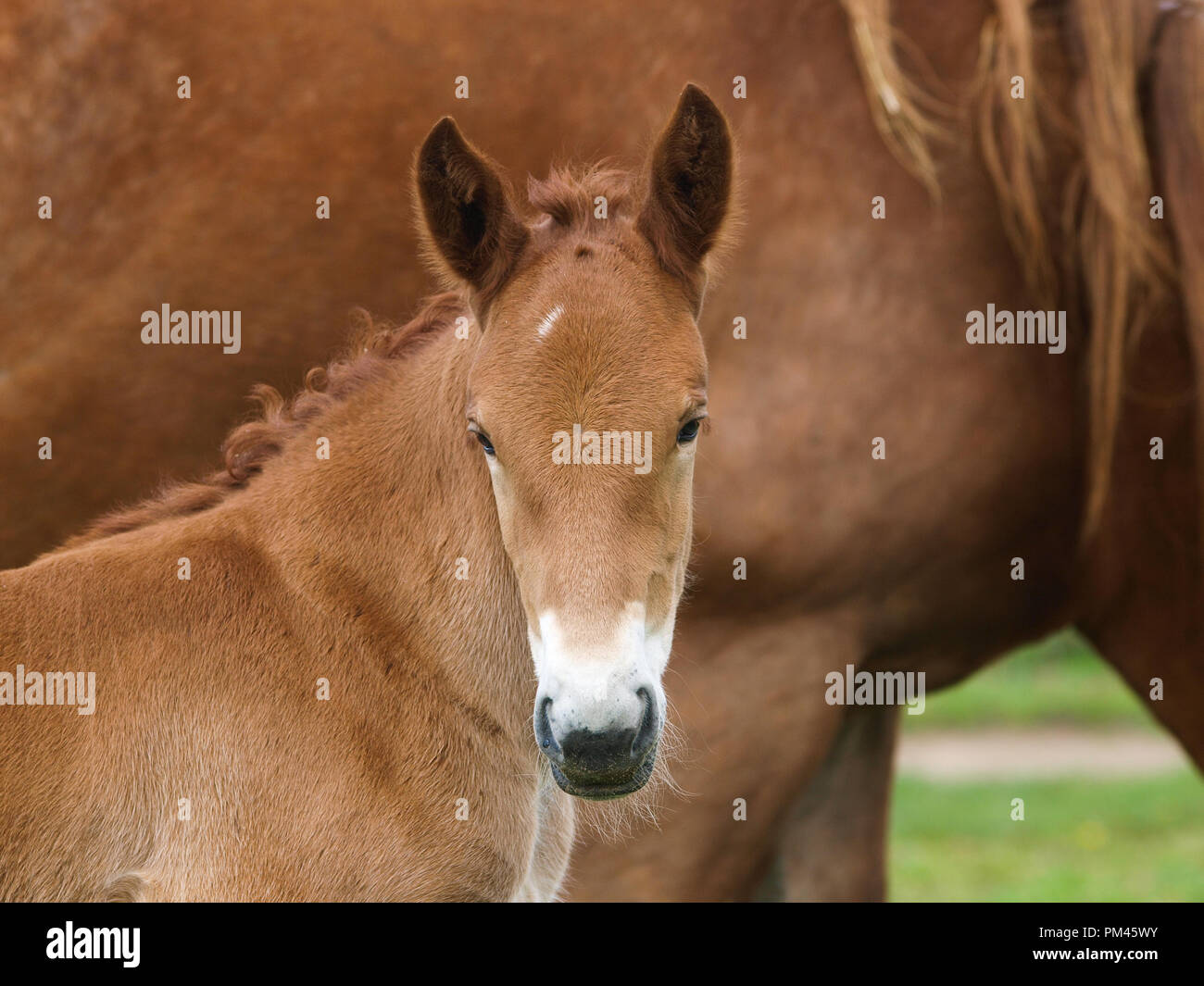 A head shot of a Suffolk Punch horse foal Stock Photo - Alamy