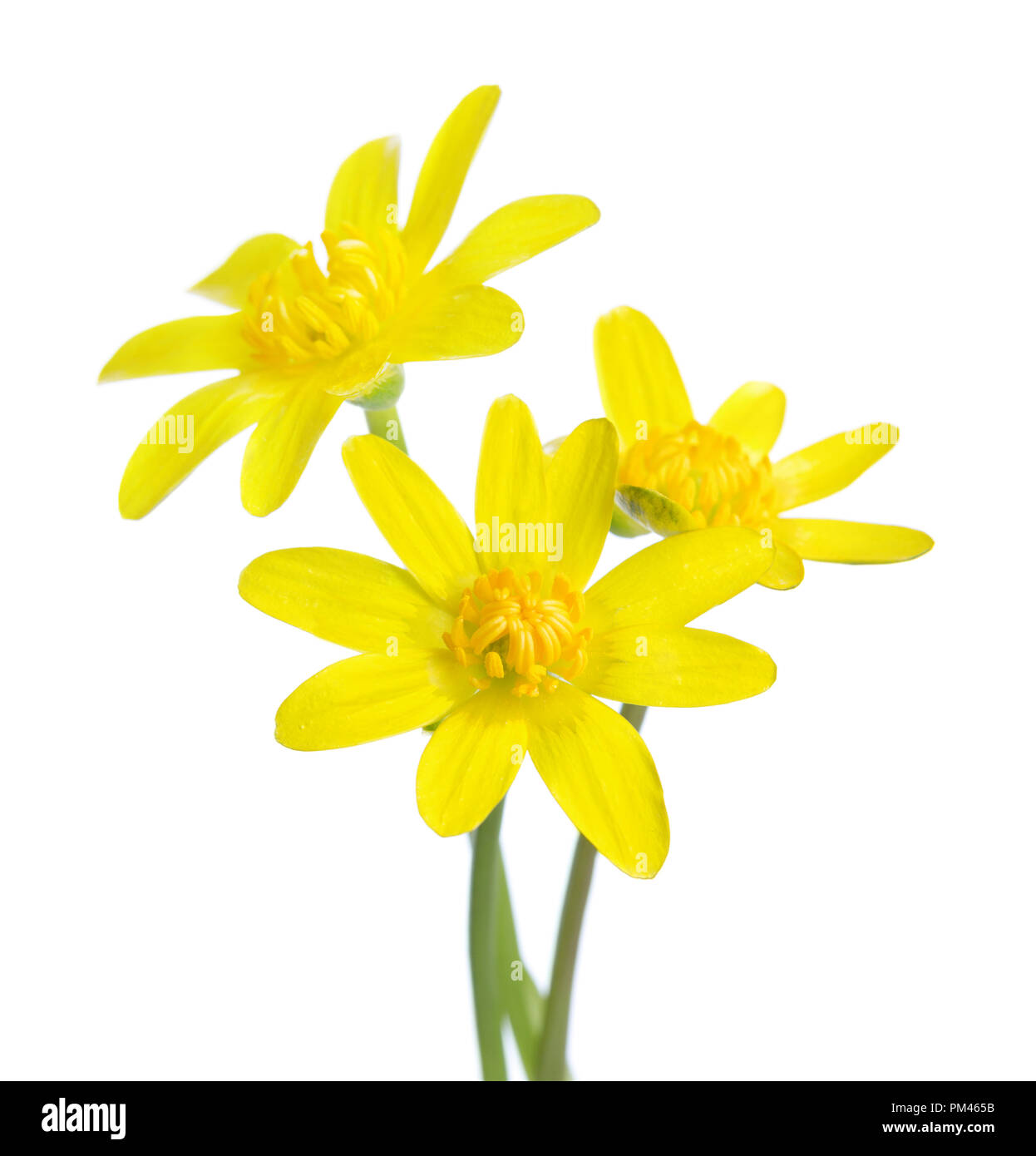 Three early spring flowers isolated on white background. Kingcup Stock ...