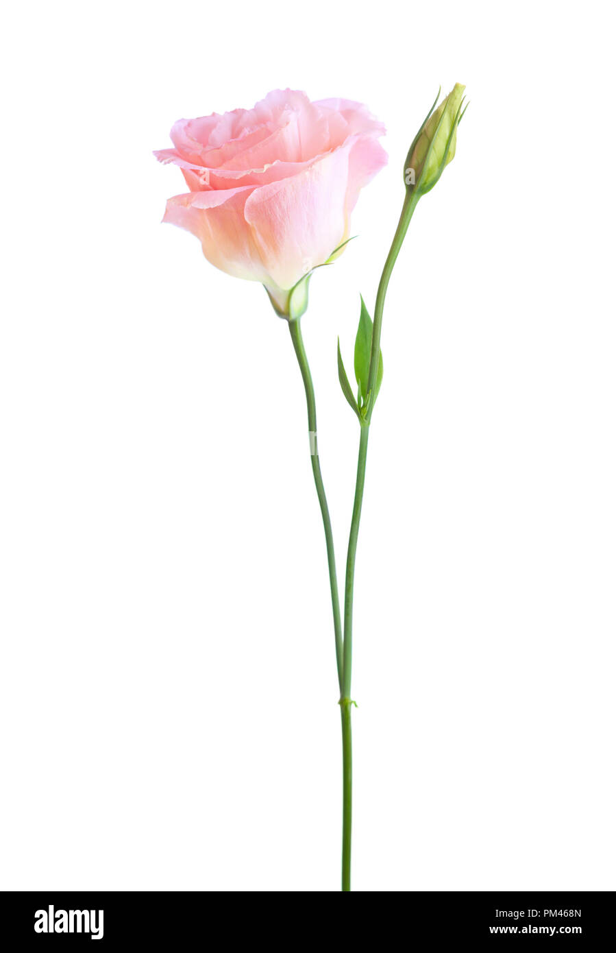 Light pink flower of Eustoma isolated on white background Stock Photo ...
