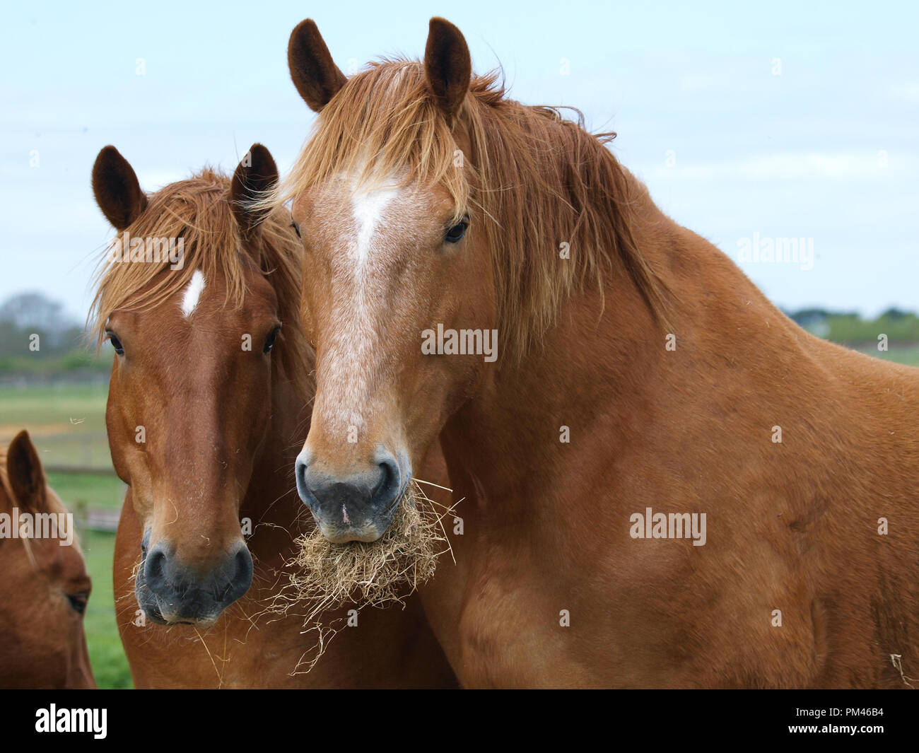 Group horses eating hay hay hi-res stock photography and images - Alamy