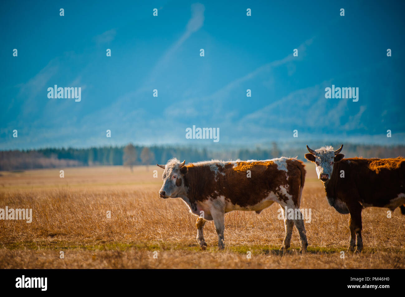 Well on an alpine pasture hi-res stock photography and images - Alamy