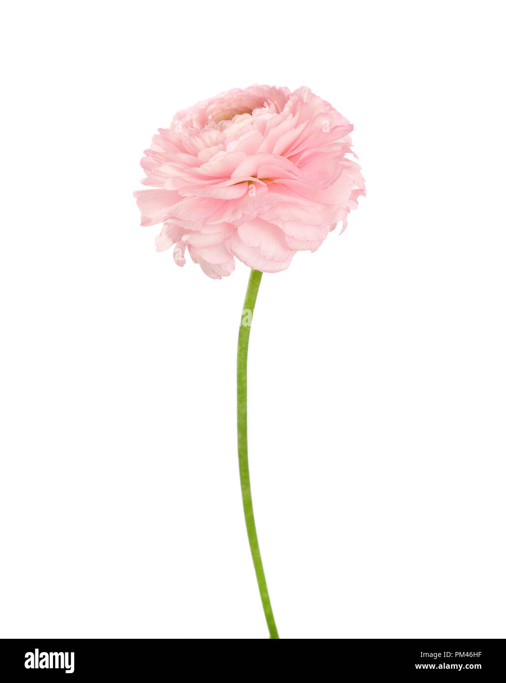 Light pink soft coral Cut Out Stock Images & Pictures - Alamy