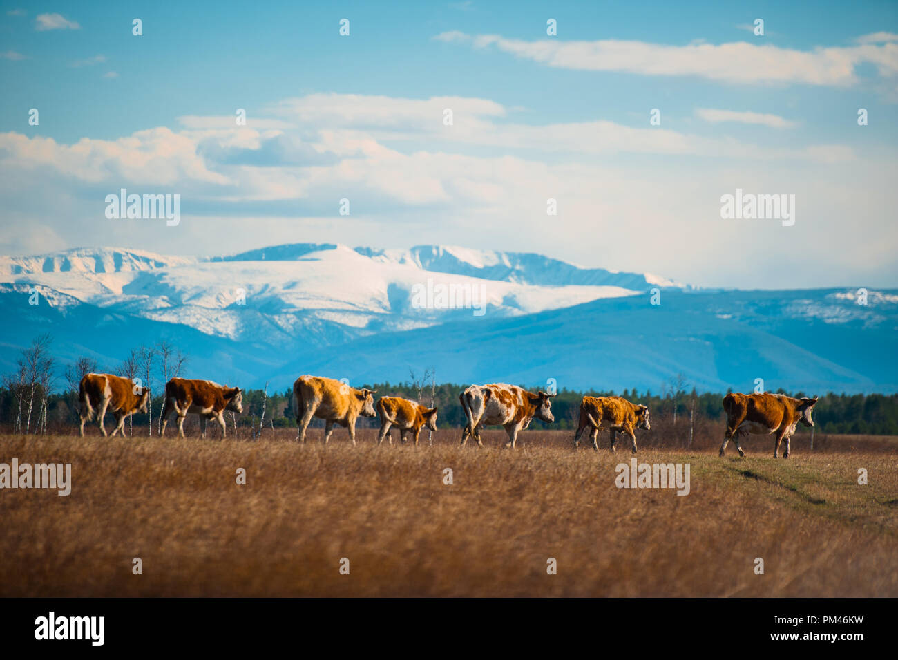 Well on an alpine pasture hi-res stock photography and images - Alamy