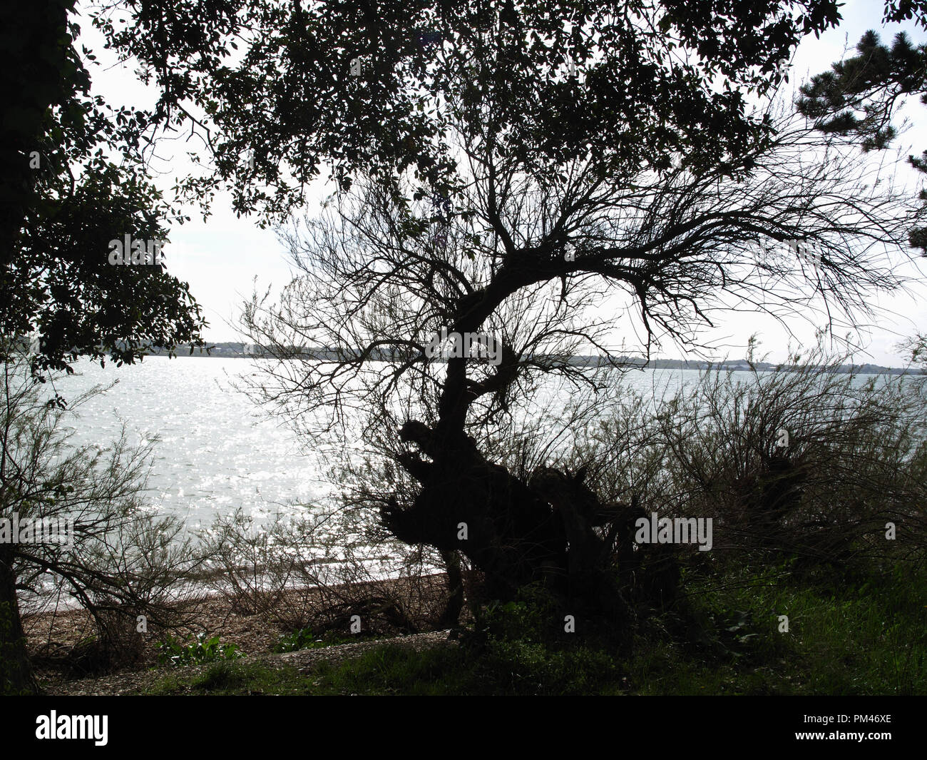 Trees along shoreline at Royal Victoria Country Park, Netley Abbey ...