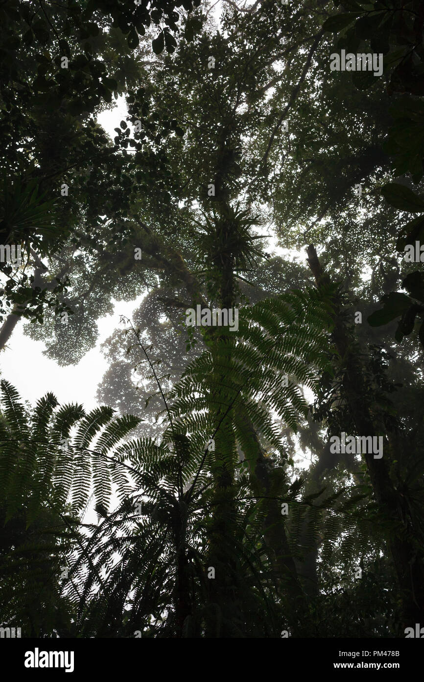 Canopy from below hi-res stock photography and images - Alamy
