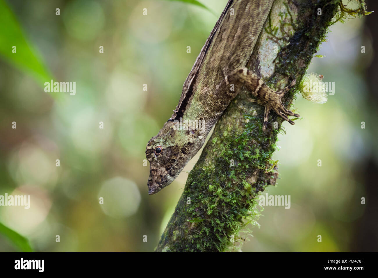 Los angeles cloud forest costa rica hi-res stock photography and images ...