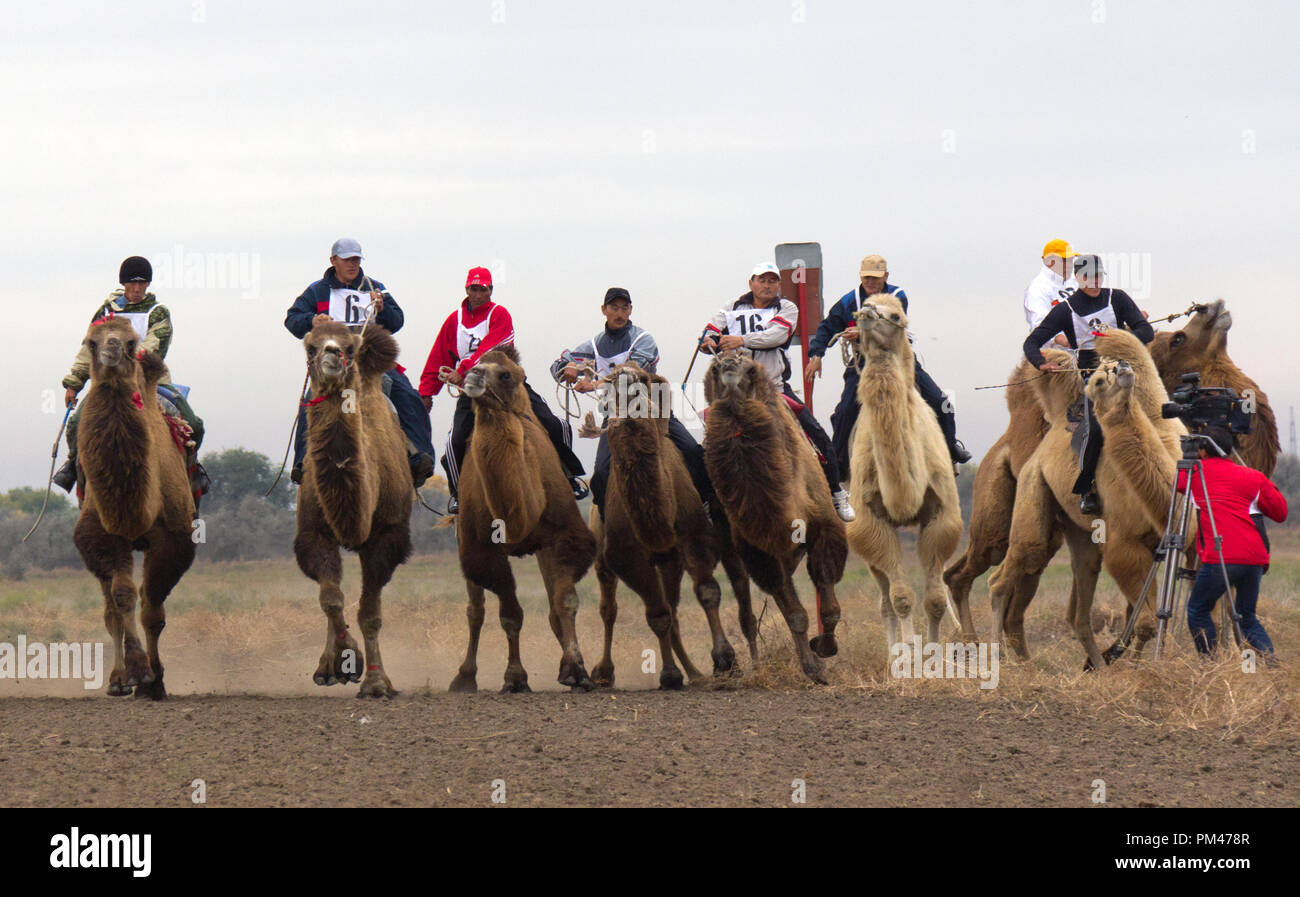 Camel racing hi-res stock photography and images - Alamy