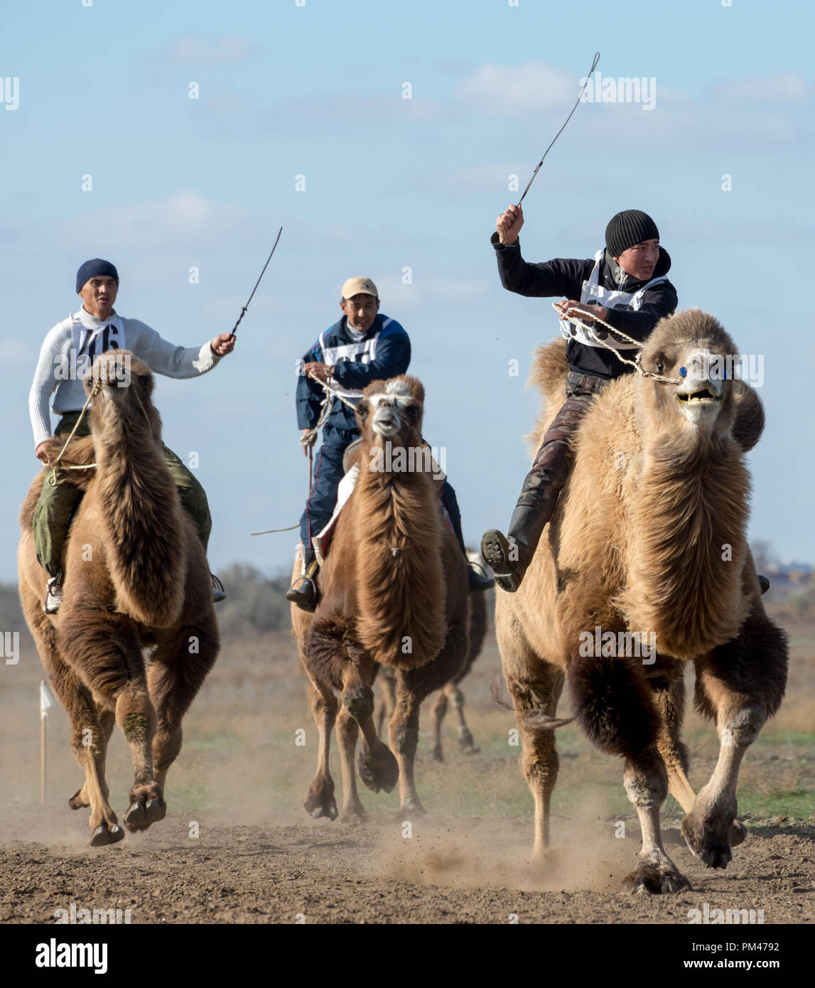 Bactrian Camel With Rider Stock Photos & Bactrian Camel With Rider ...