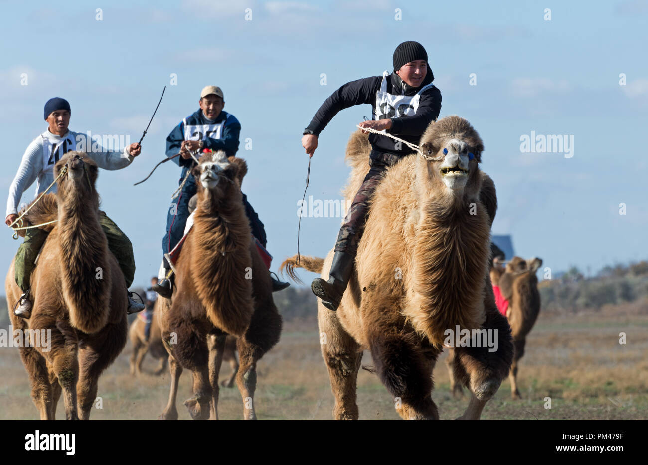 Bactrian camel racing in Astrakhan region, Russia. Farmers ride their ...