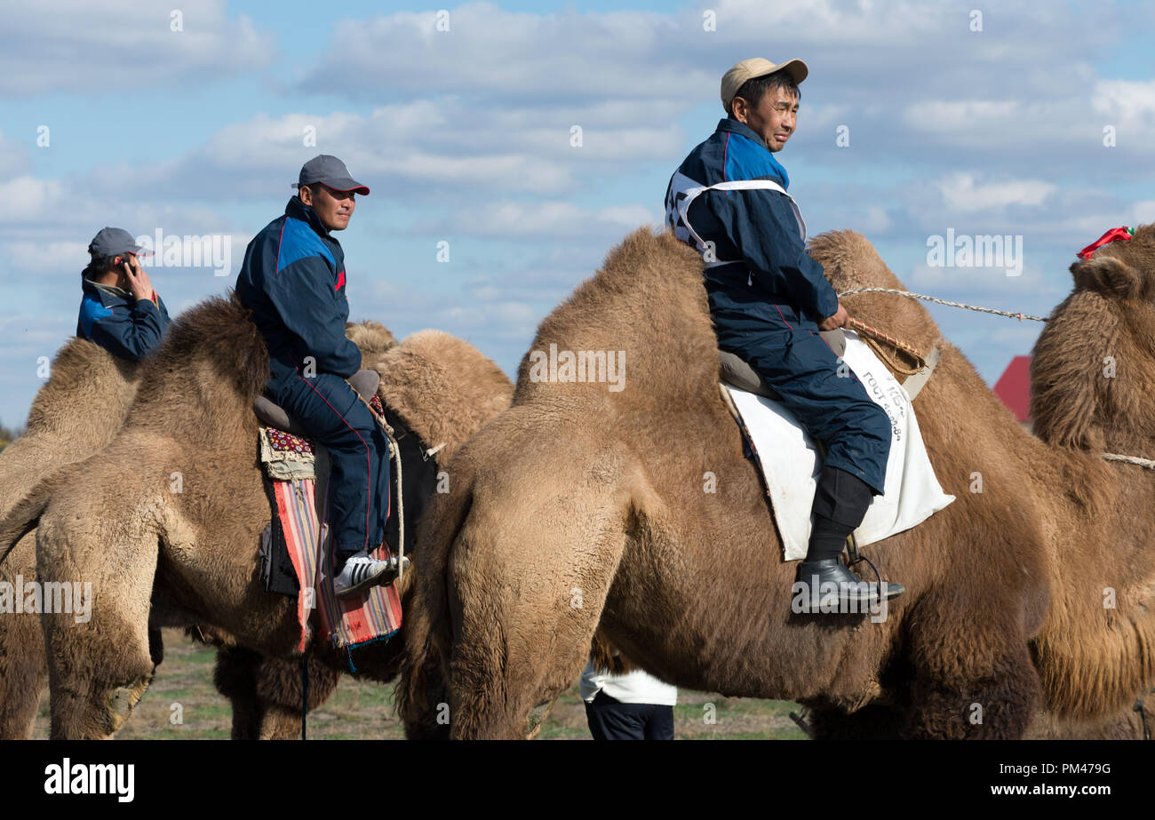 Bactrian camel racing in Astrakhan region, Russia. Farmers ride their ...