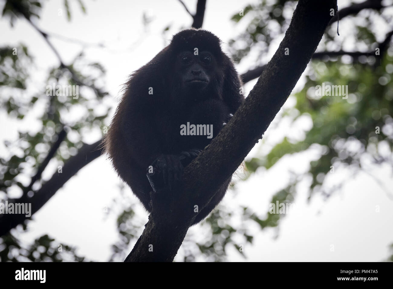 Mantled Howler Monkey (Alouatta palliata) portrait. Palo Verde National ...