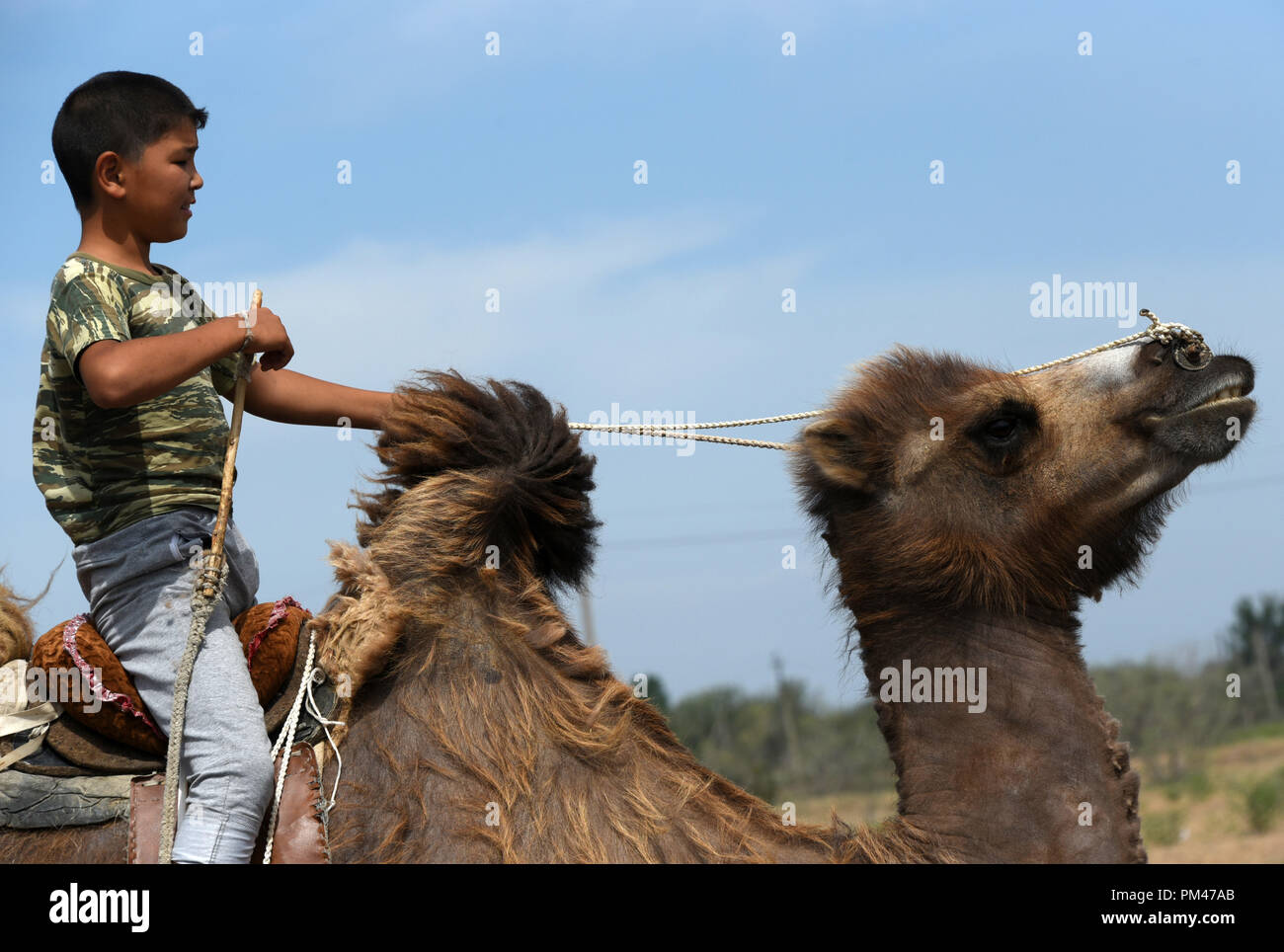 Racing camel hi-res stock photography and images - Alamy