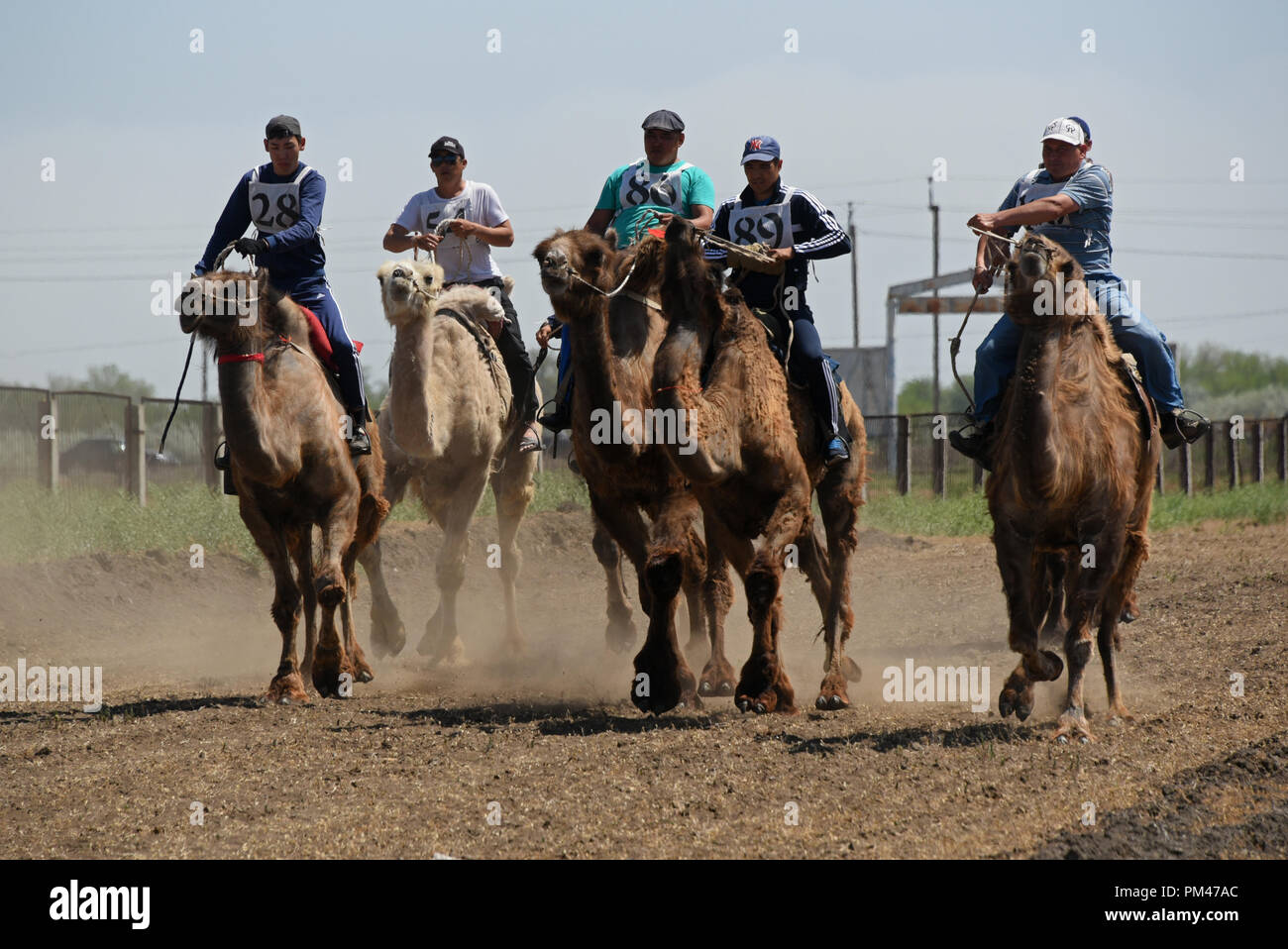 Bactrian camel racing in Astrakhan region, Russia. Farmers ride their ...
