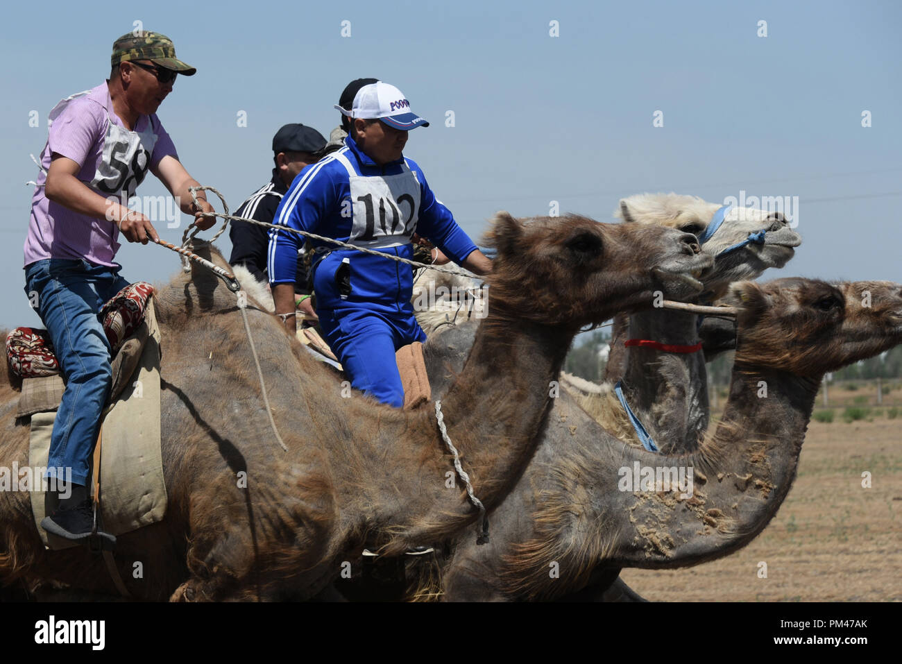 Bactrian camel racing in hi-res stock photography and images - Alamy