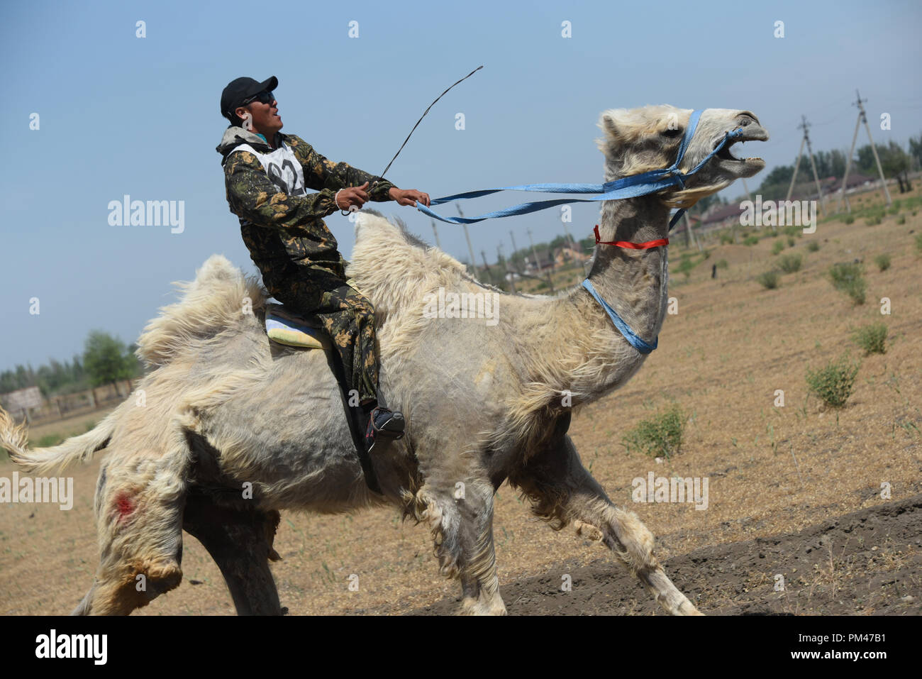 Bactrian camel racing in Astrakhan region, Russia. Farmers ride their ...