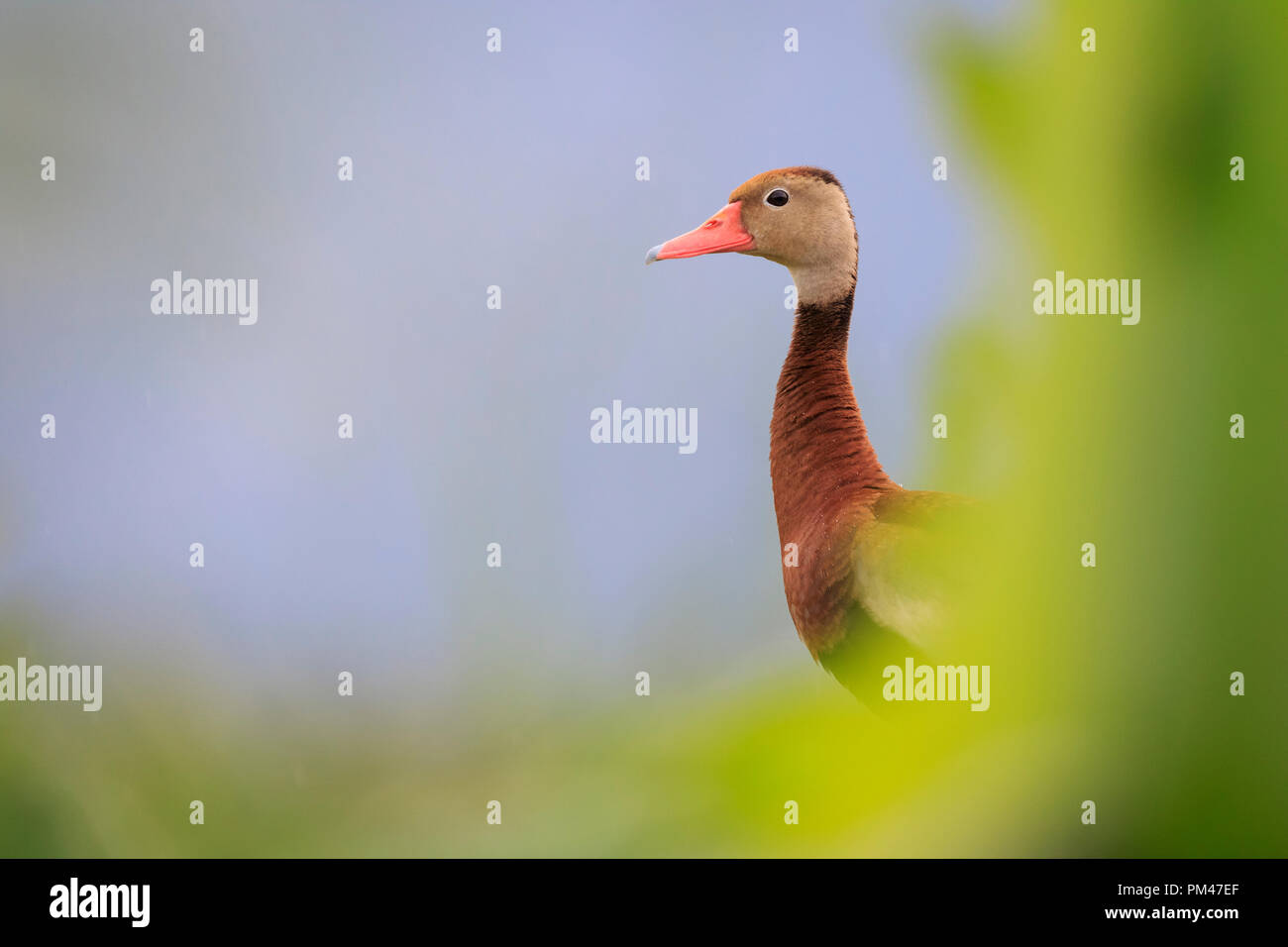 Black-bellied Whistling-duck (Dendrocygna autumnalis). Palo Verde ...