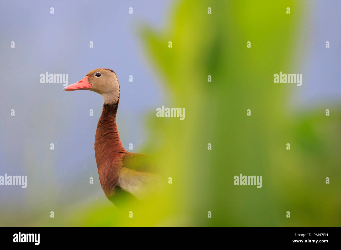 Black-bellied Whistling-duck (Dendrocygna autumnalis). Palo Verde ...