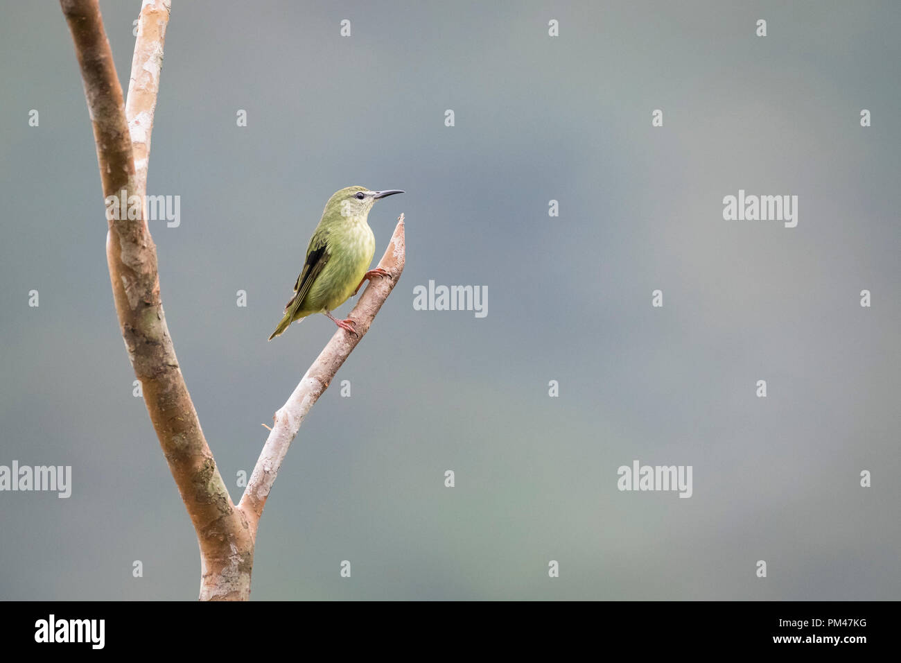Arenal volcano national park animal hi-res stock photography and images ...