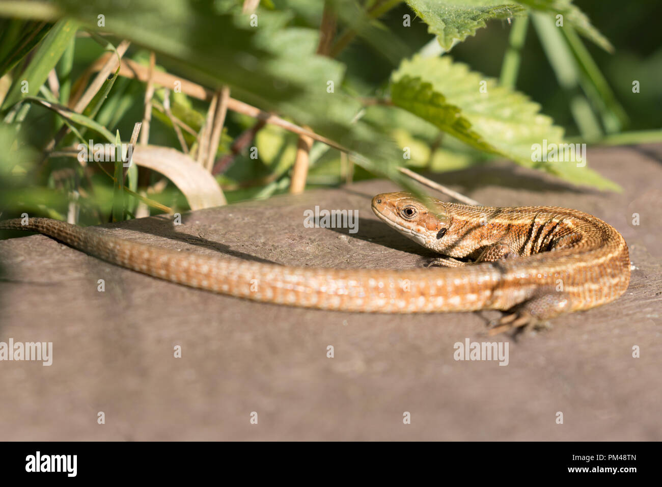 Viviparous lizard england hi-res stock photography and images - Alamy