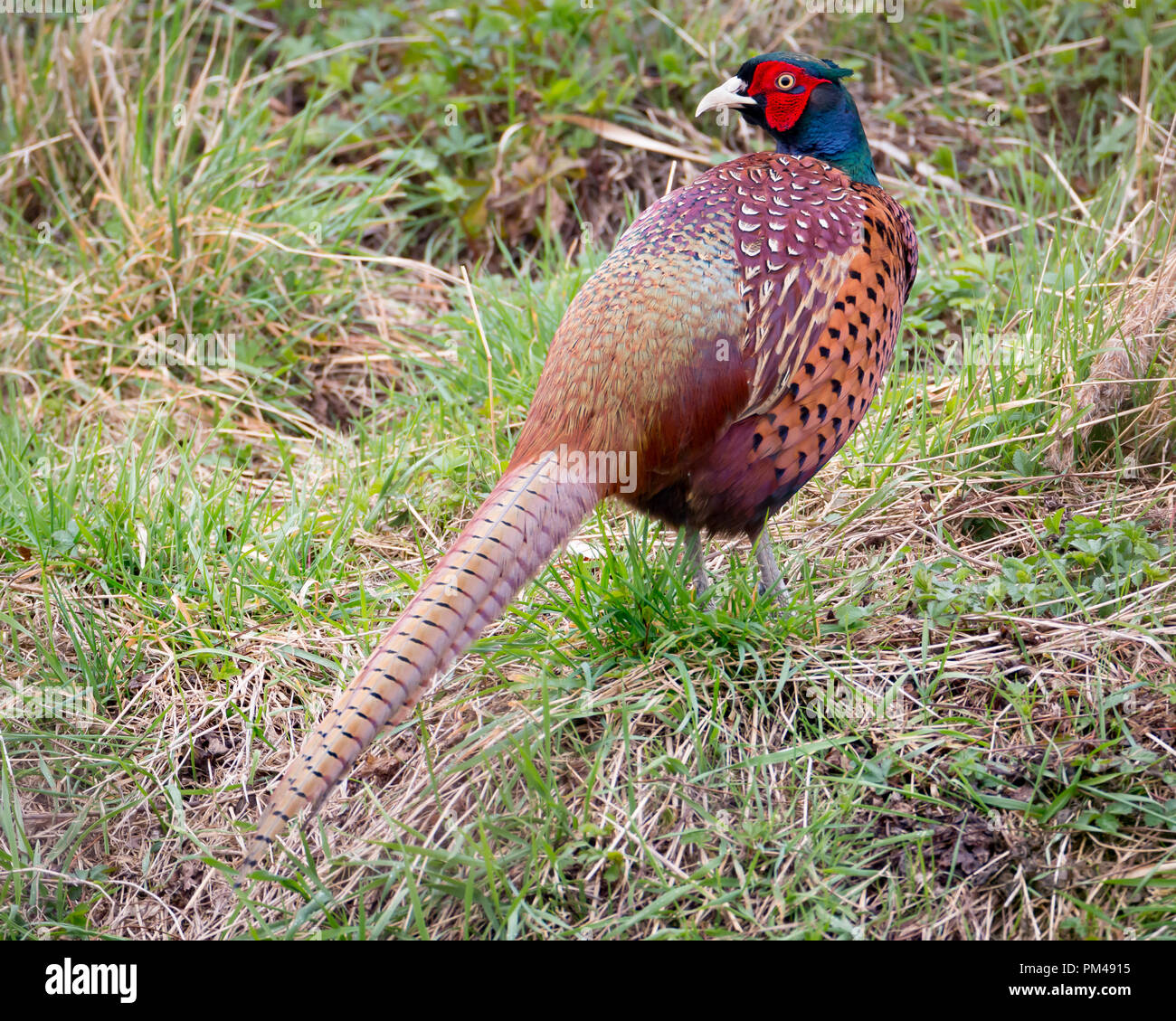 Pheasant hunt hi-res stock photography and images - Alamy
