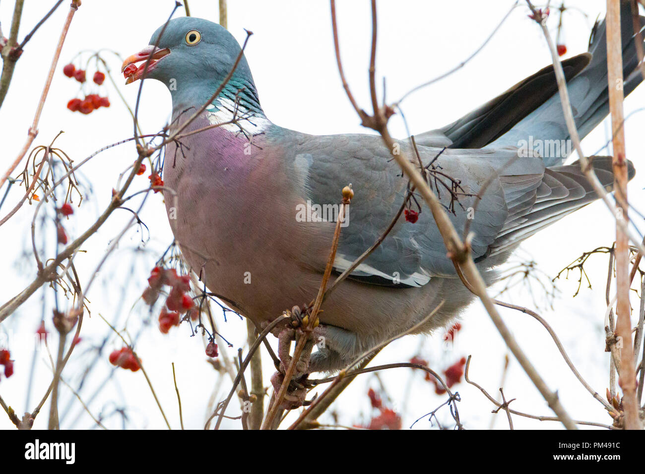 Pigeon berry beak hi-res stock photography and images - Alamy