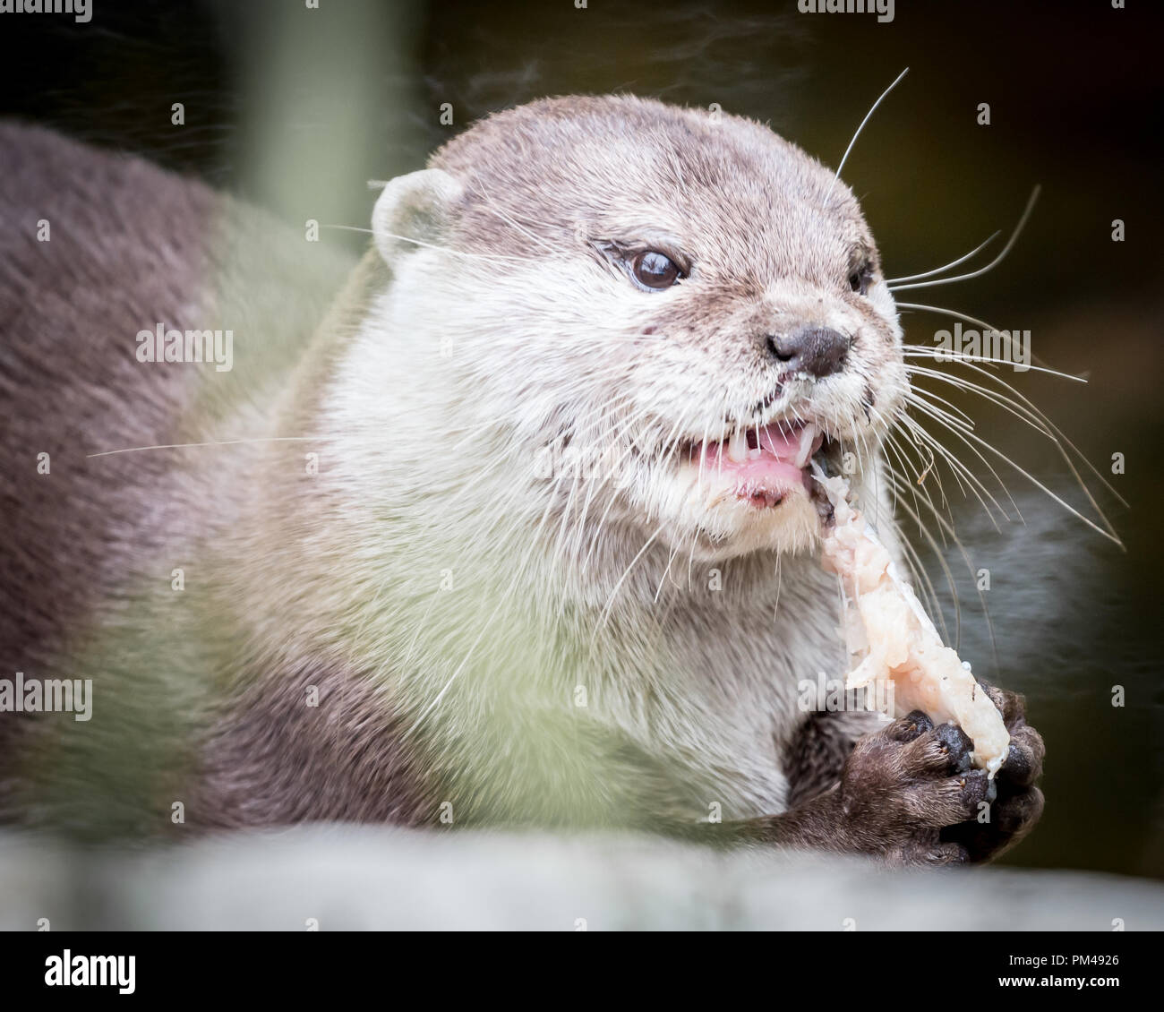 Food chain predator hi-res stock photography and images - Alamy