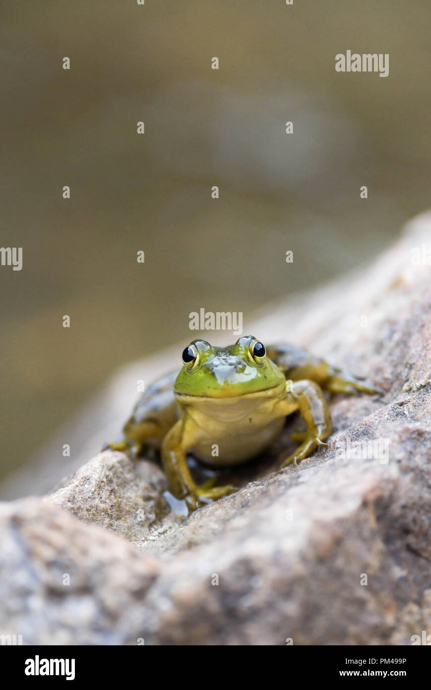 A green frog sits on a rock by a pond in New Hampshire, USA, at dusk ...