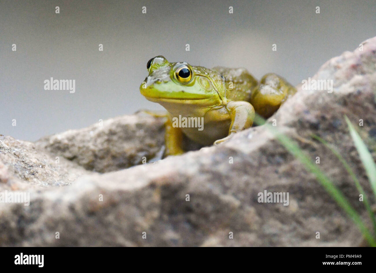 Frog face hi-res stock photography and images - Alamy