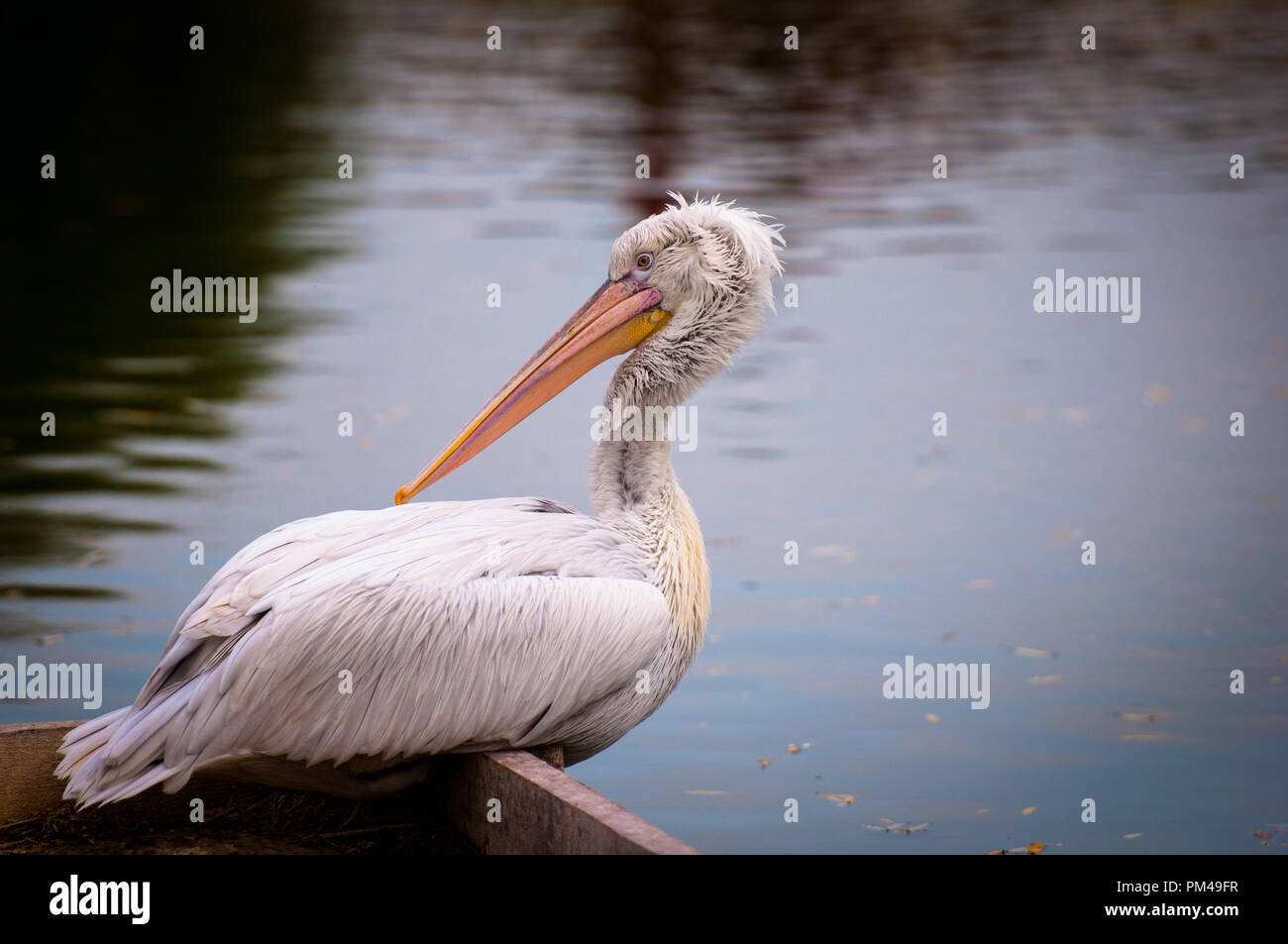 Beautiful bird standing on grass with color background Stock Photo - Alamy