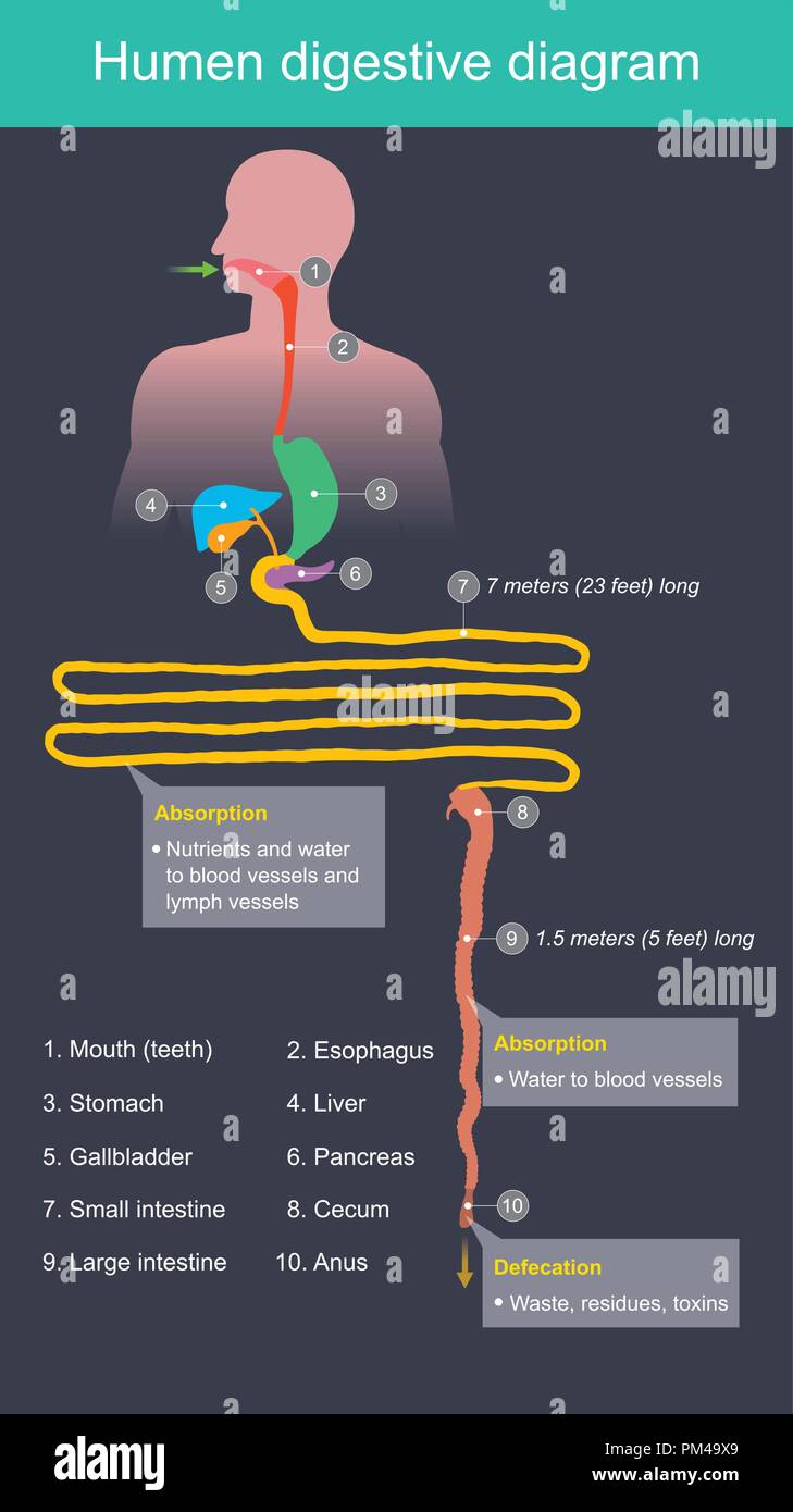 Blood Vessels Of The Body High Resolution Stock Photography and Images ...