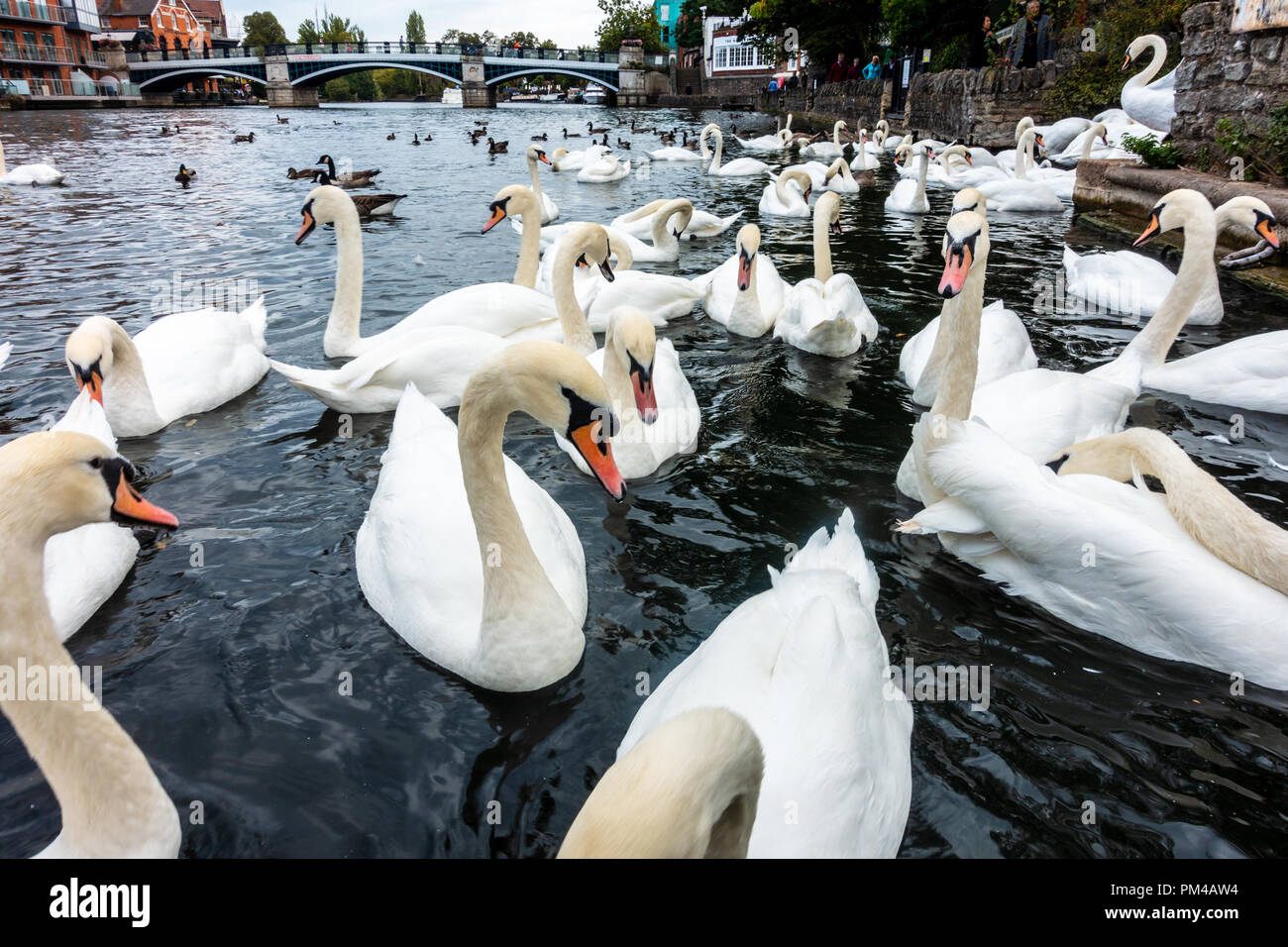 Swans on The River Thames at Windsor near the bridge between Windsor ...