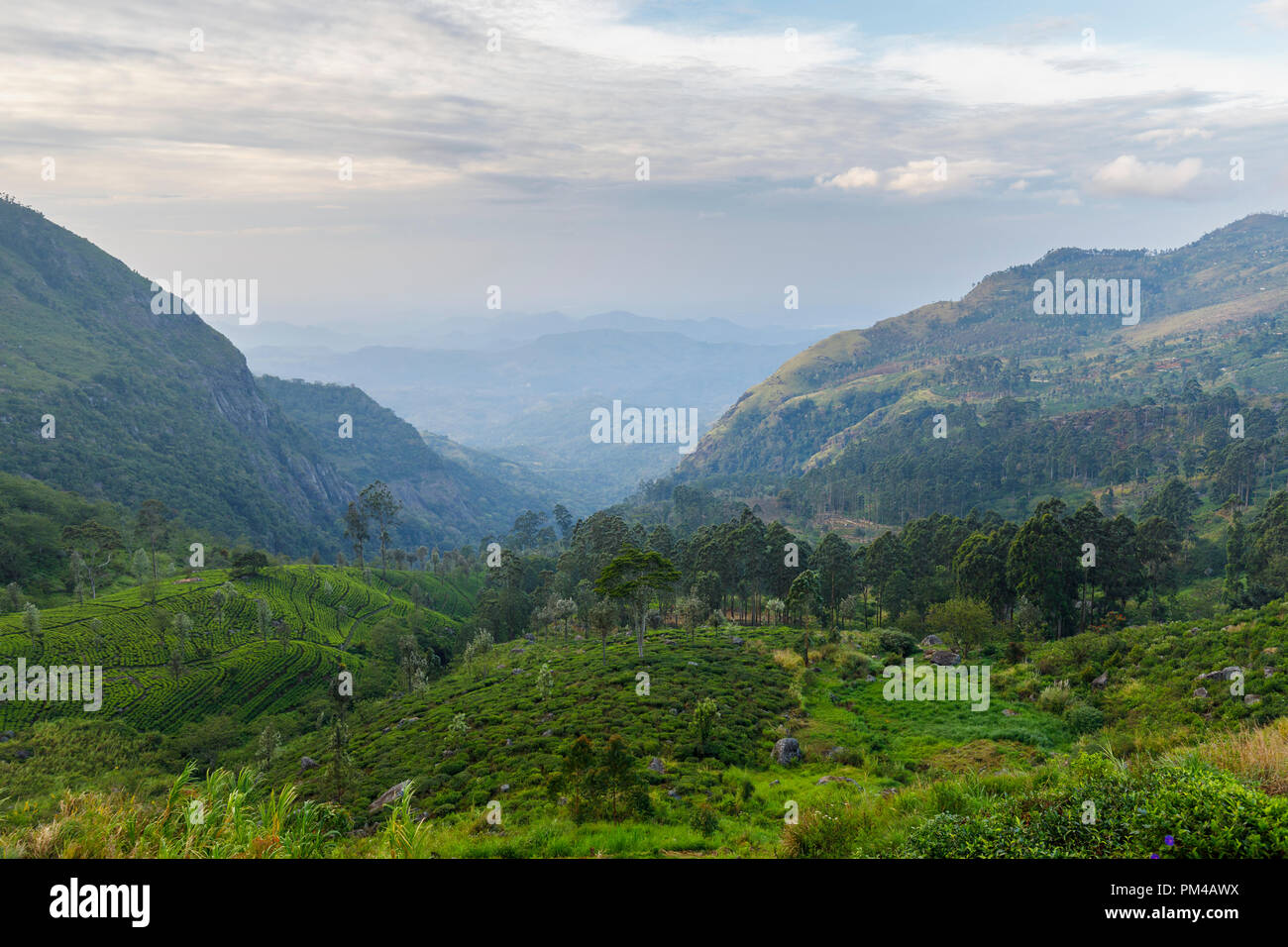 Hilltop plantations hi-res stock photography and images - Alamy