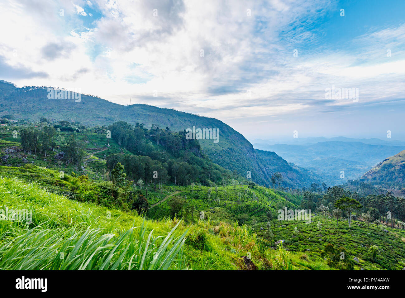 Hilltop plantations hi-res stock photography and images - Alamy
